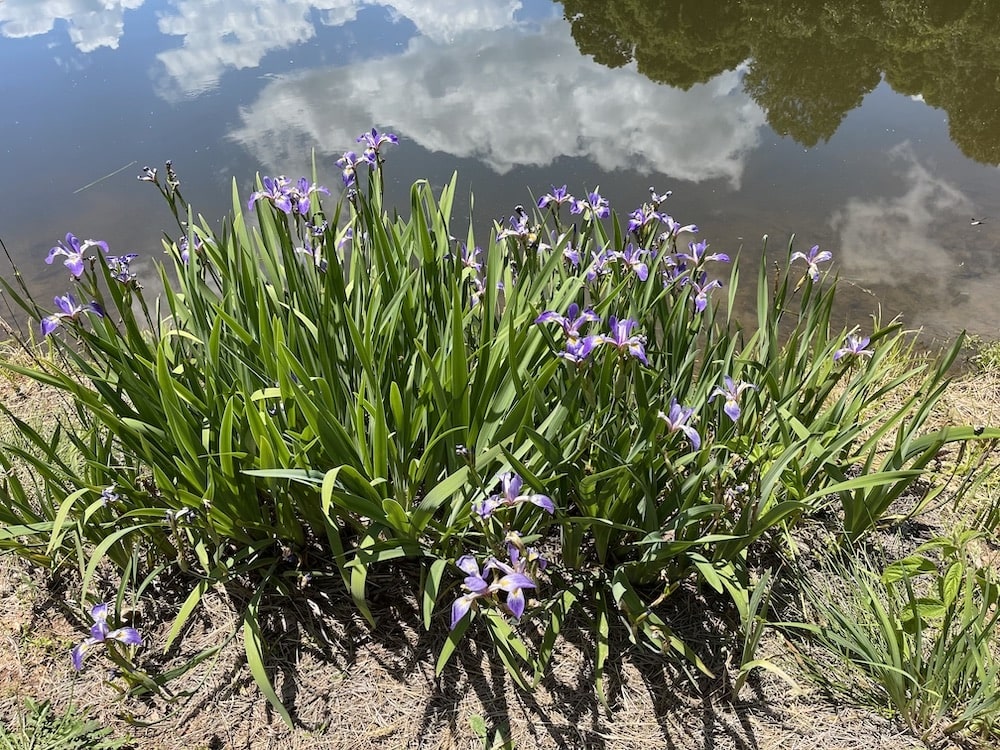 Nature Photo Gallery – La Grace